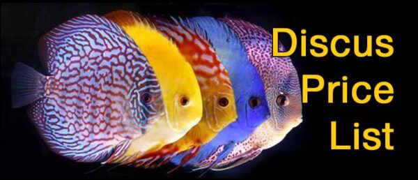 7 Reasons Why Are Discus Fish So Expensive? Discus Price List – Discus ...