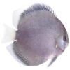 54 Discus Full-Color List – What Colors Do Discus Fish Come In ...