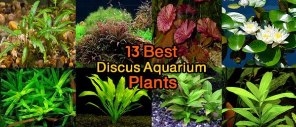 13 Best Discus Aquarium Plants – Discus Aquascape Plants List – Discus ...