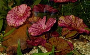 13 Best Discus Aquarium Plants – Discus Aquascape Plants List – Discus ...