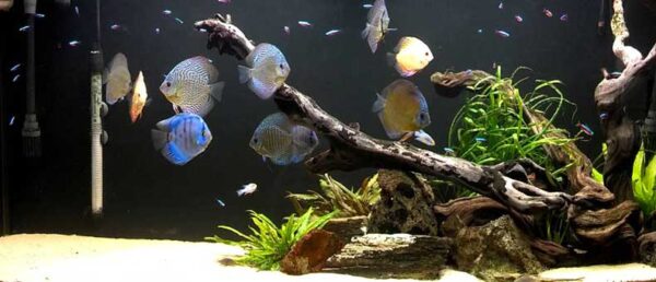Discus Aquarium Tanks Requirements & Aquascape Designs Ideas – Discus ...