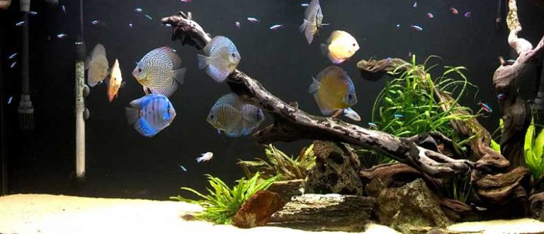 Discus Aquarium Tanks Requirements & Aquascape Designs Ideas – Discus ...