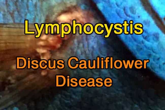 Lymphocystis In Discus (Discus Cauliflower Disease) Treatment – Discus ...