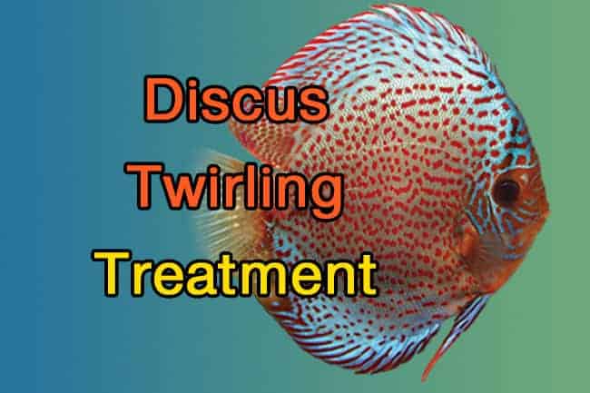 Discus Twirling (Parasite Infection Cause) – Discus Rescue