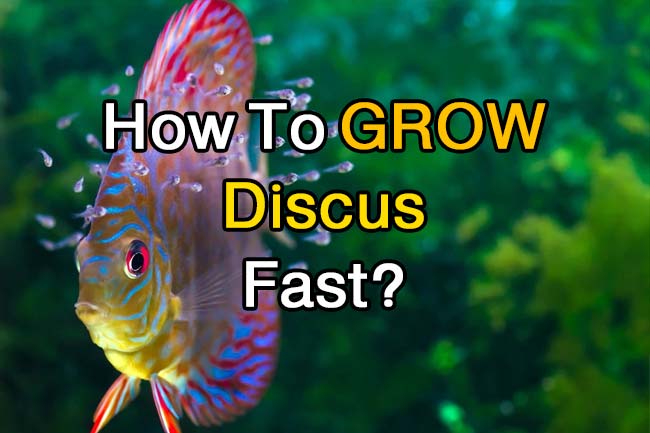 7 Tips How Do I Make My Discus Grow Faster – Discus Rescue