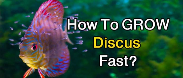 7 Tips How Do I Make My Discus Grow Faster – Discus Rescue